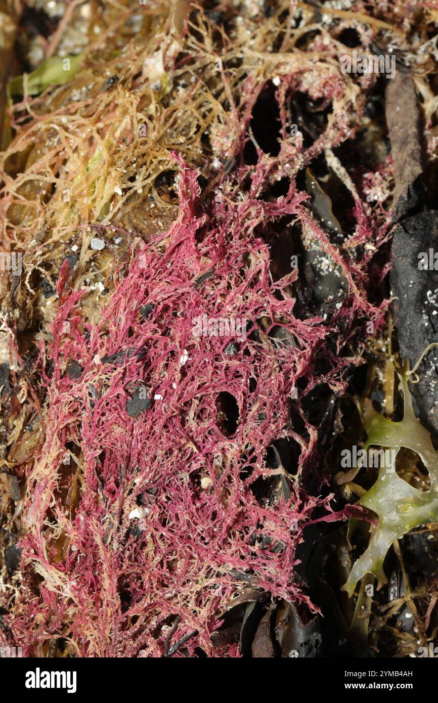 red algae (Rhodophyta Stock Photo - Alamy