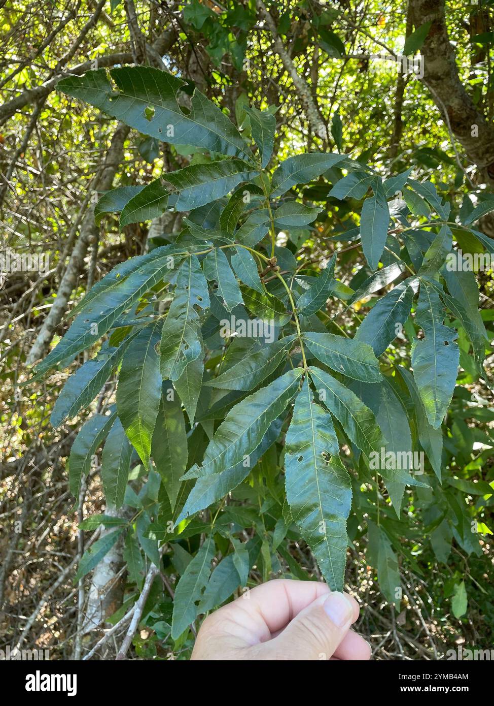 Carya aquatica hi-res stock photography and images - Alamy