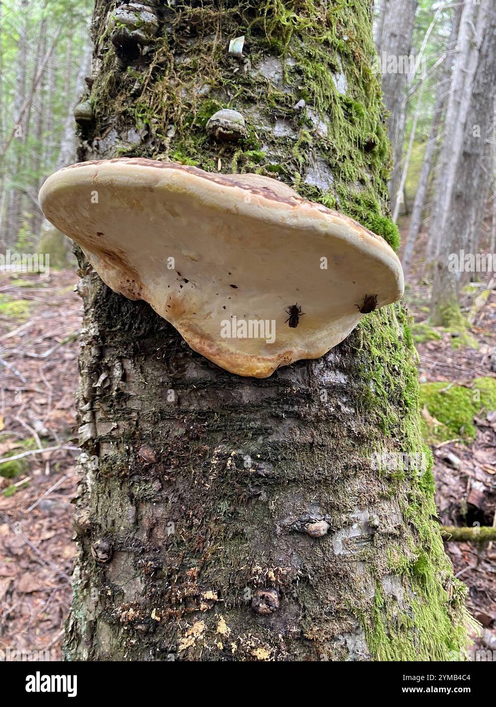 Red-banded Conks (Fomitopsis pinicola Stock Photo - Alamy