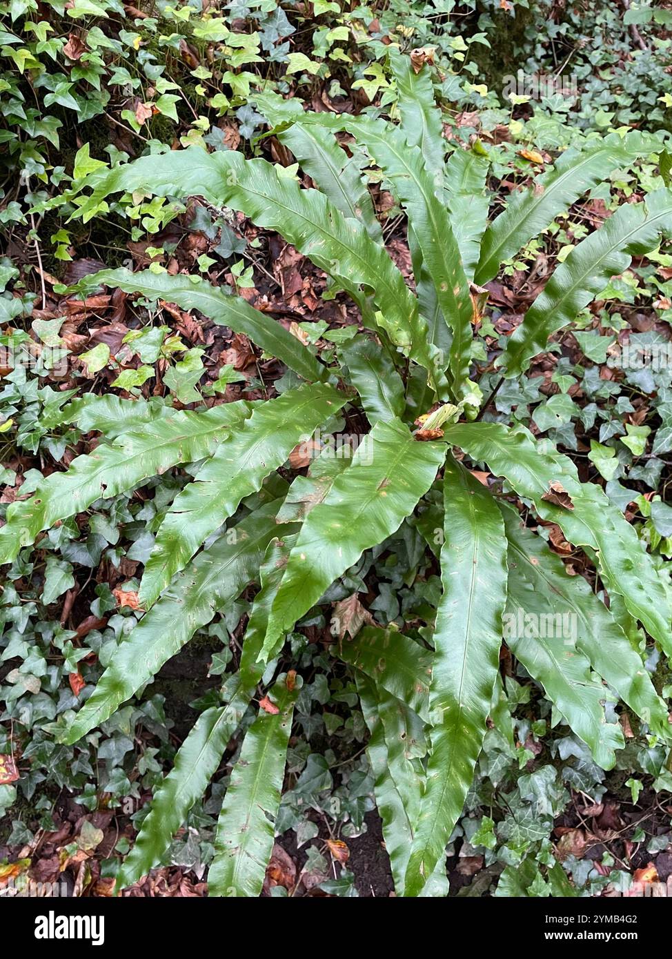 Hart's-tongue fern (Asplenium scolopendrium Stock Photo - Alamy