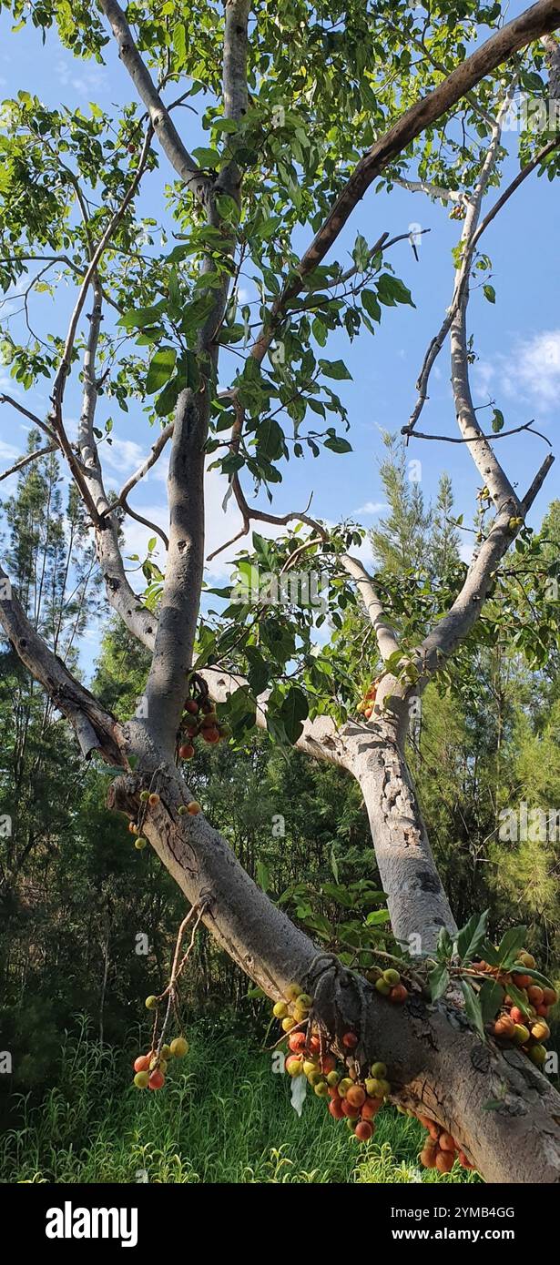 Cluster Fig (Ficus racemosa Stock Photo - Alamy