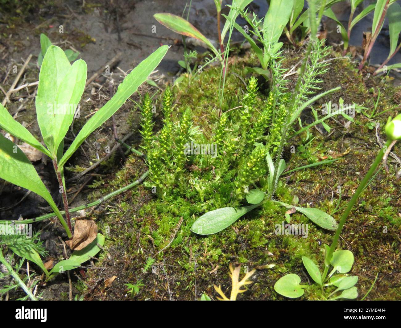 northern spikemoss (Selaginella selaginoides Stock Photo - Alamy