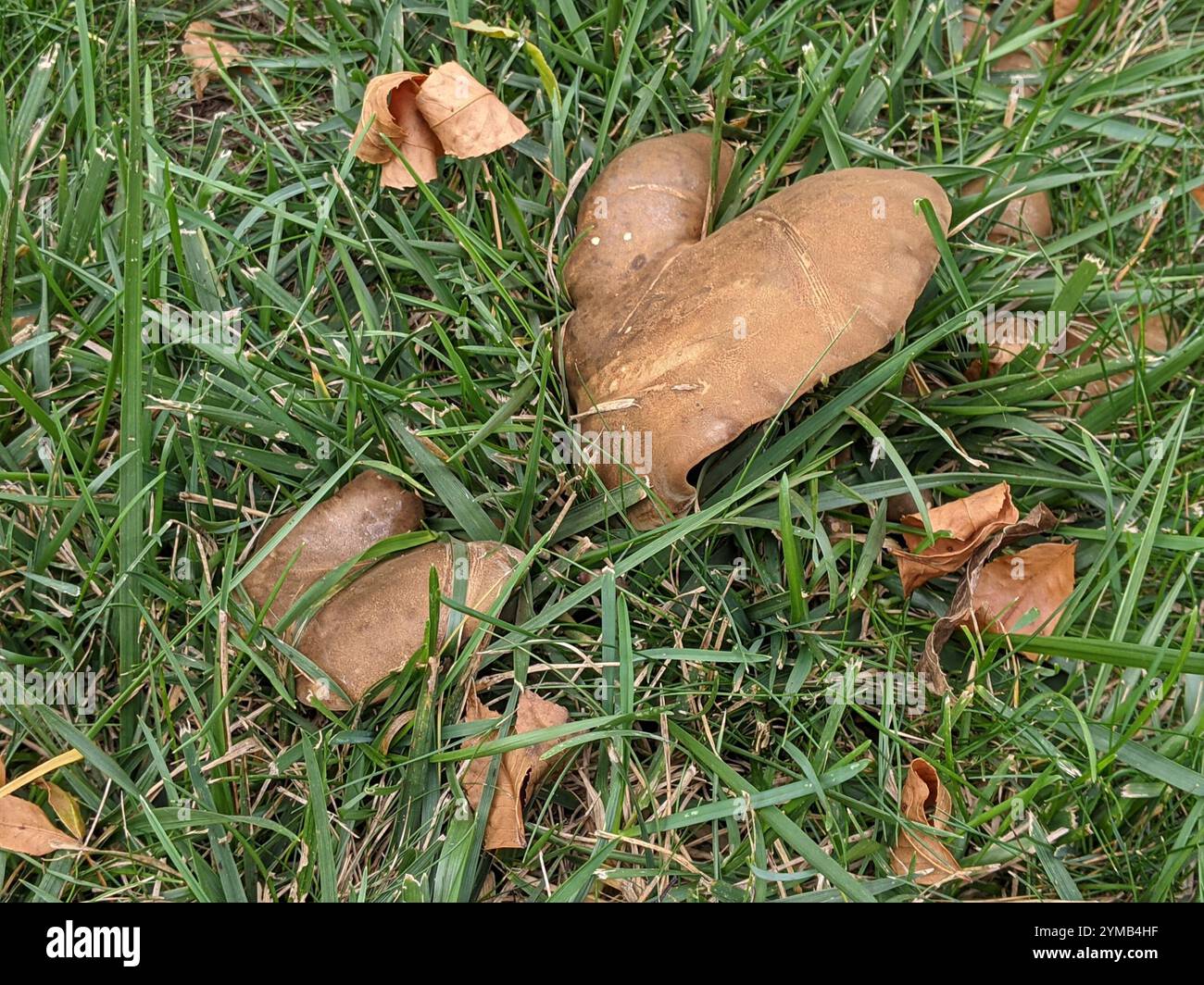 ash-tree bolete (Boletinellus merulioides Stock Photo - Alamy