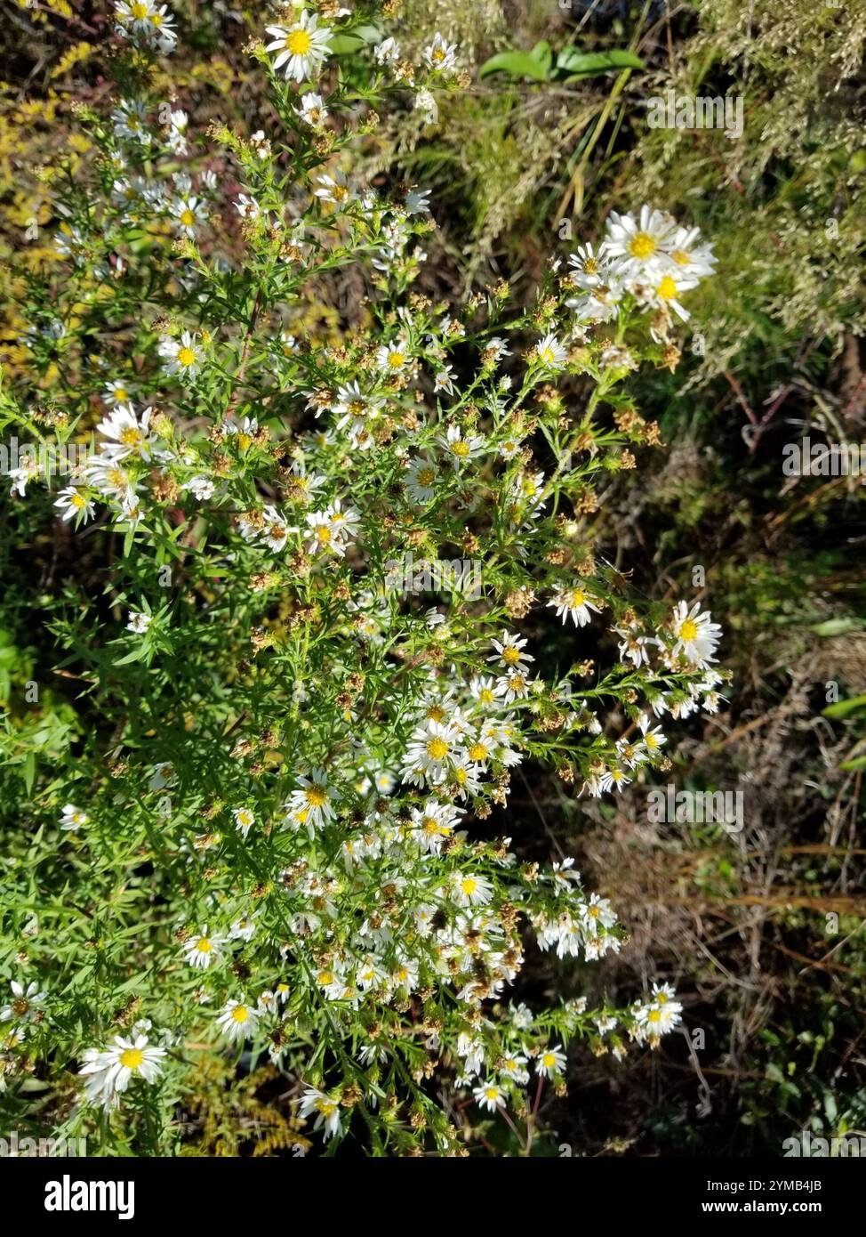 Frost Aster (Symphyotrichum pilosum pilosum Stock Photo - Alamy