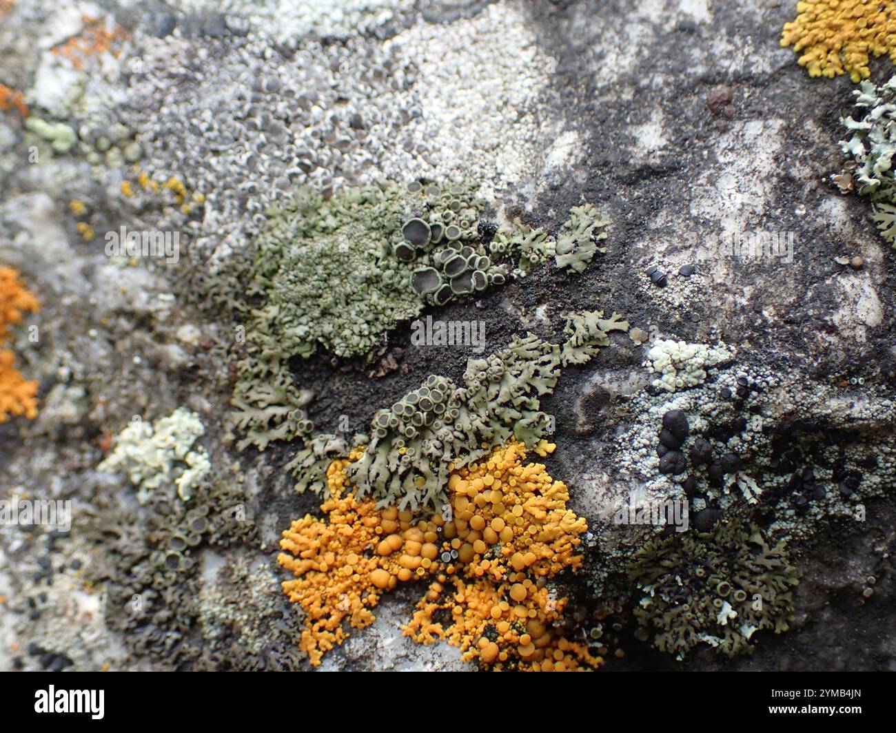 common lichens (Lecanoromycetes Stock Photo - Alamy