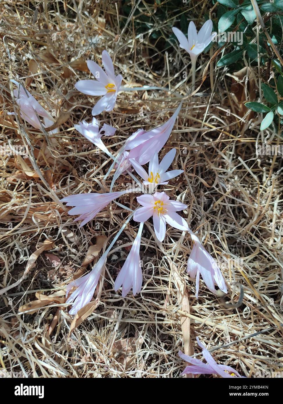 Steven's Meadow Saffron (Colchicum stevenii Stock Photo - Alamy