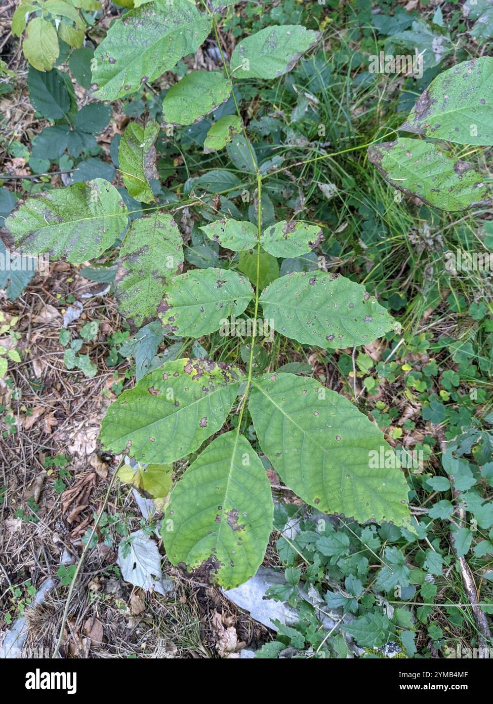 Persian walnut (Juglans regia Stock Photo - Alamy