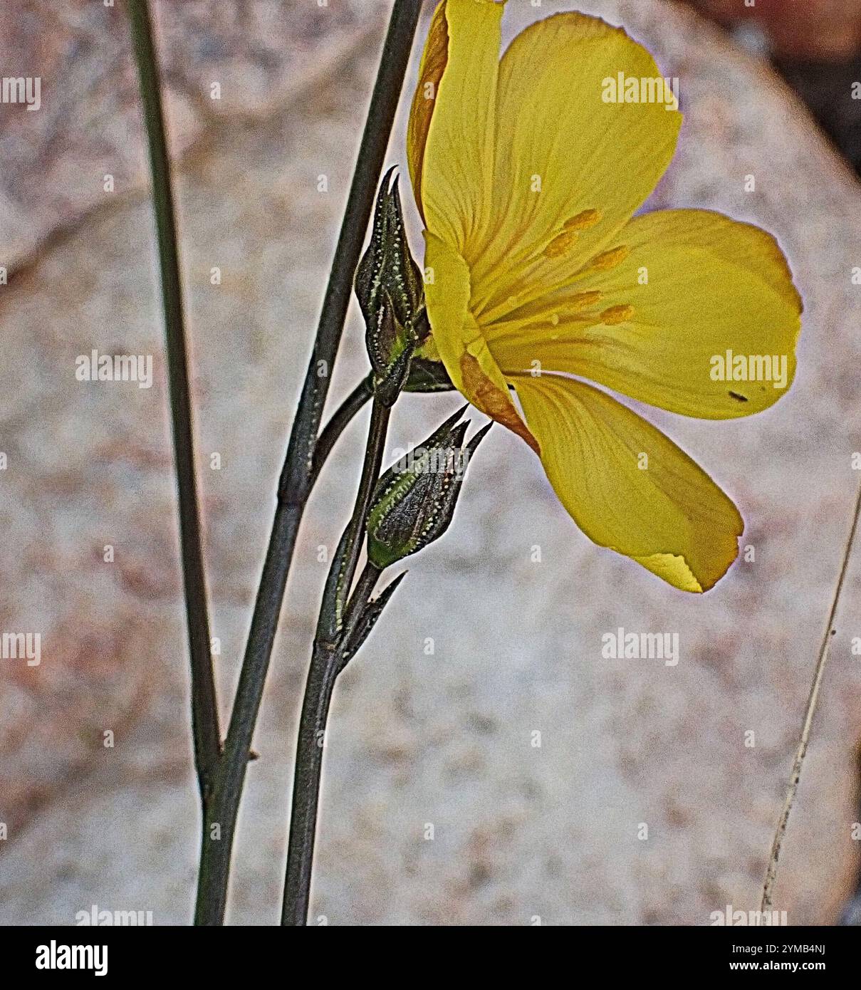 Half-mast Flax (Linum africanum Stock Photo - Alamy