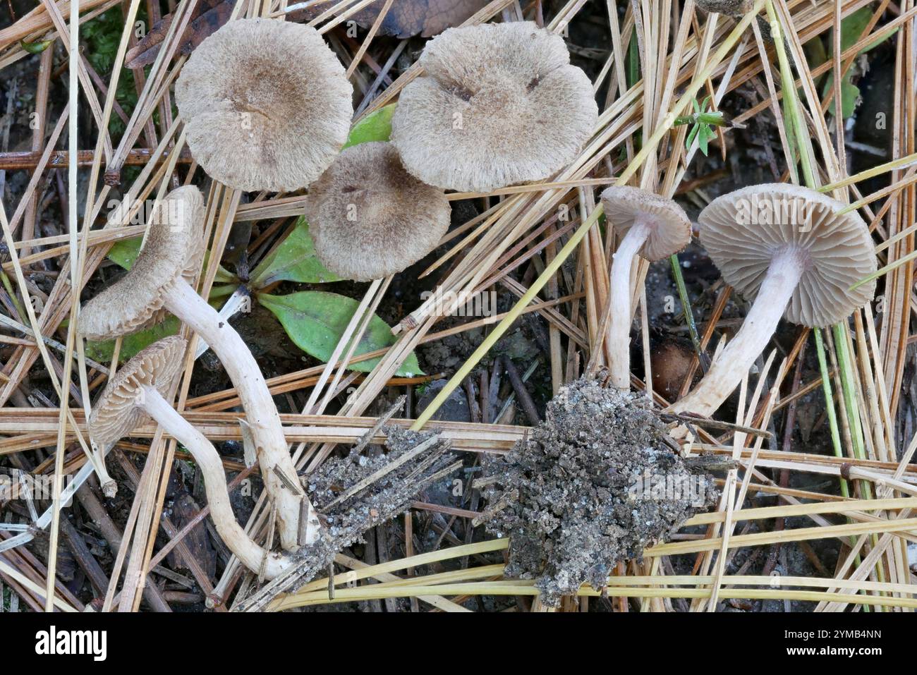 Fiber Caps (Inocybe Stock Photo - Alamy