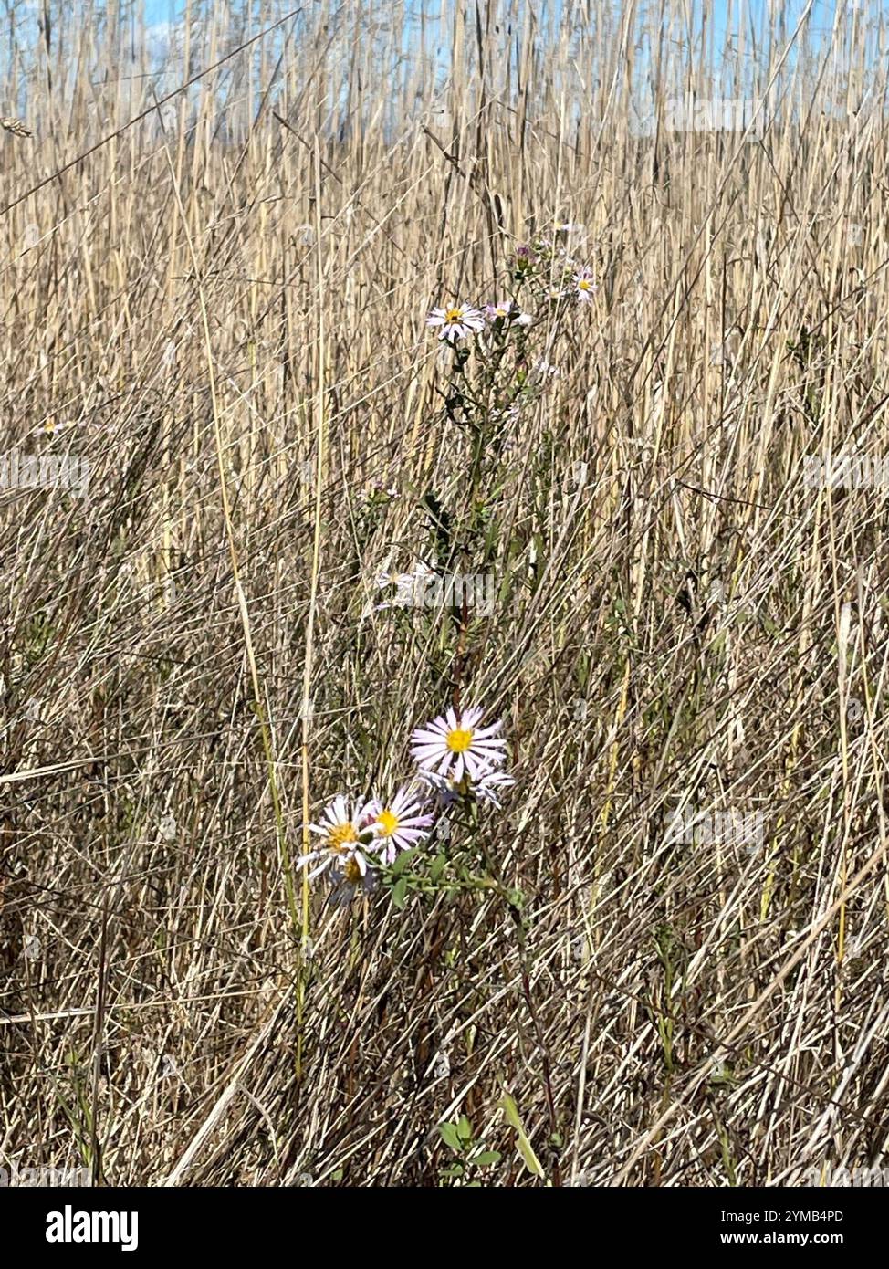 Pacific Aster (Symphyotrichum chilense Stock Photo - Alamy