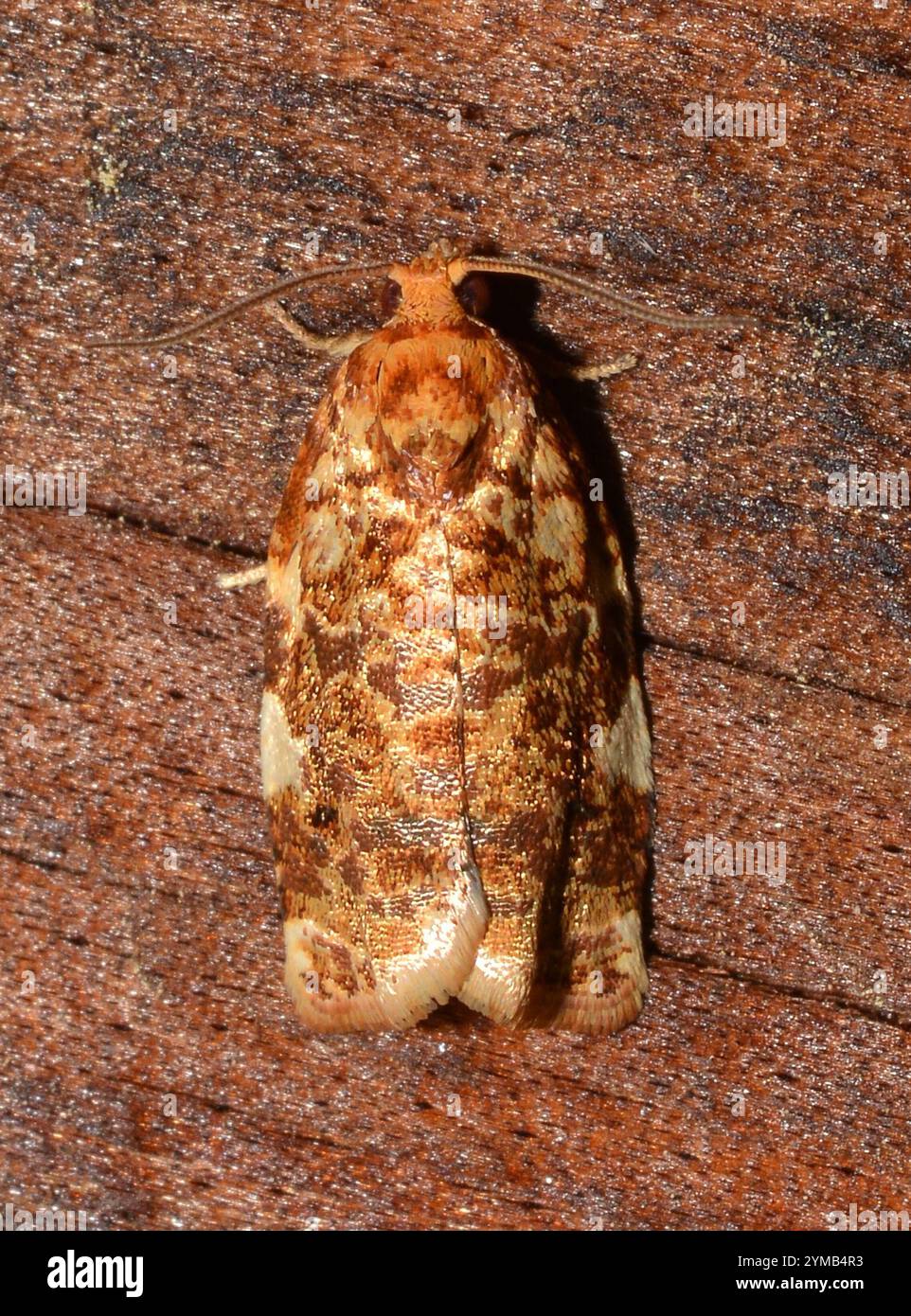 Fruit-tree Leafroller Moth (Archips argyrospila Stock Photo - Alamy