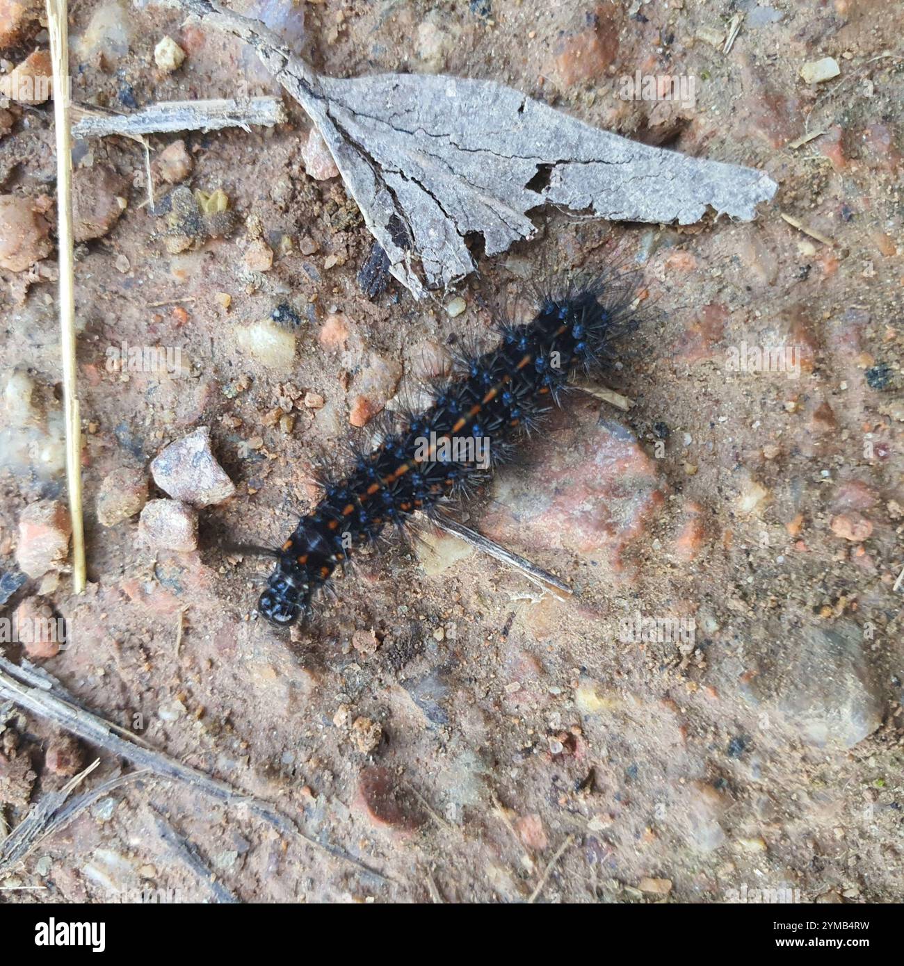 Australian magpie moth hi-res stock photography and images - Alamy