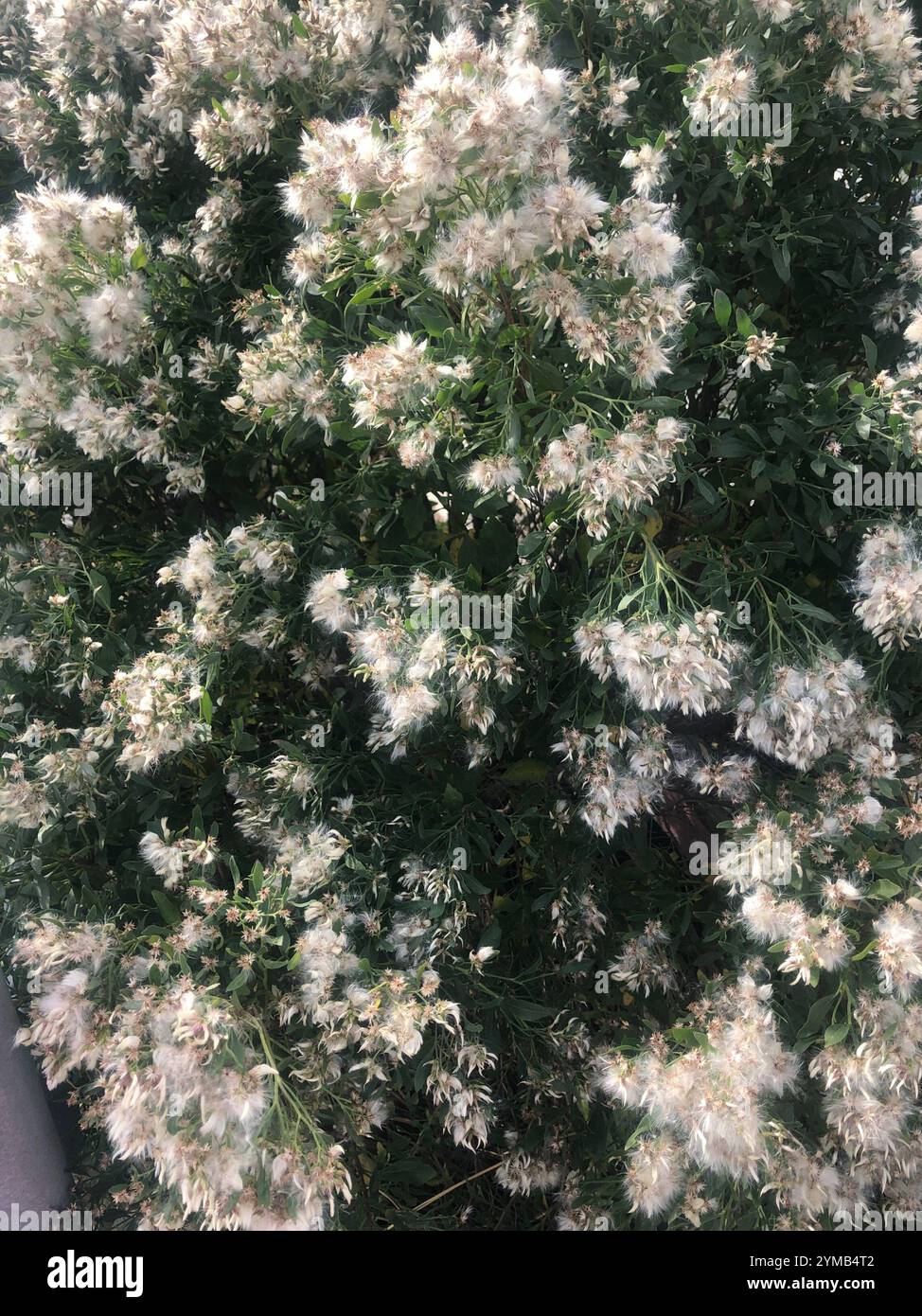 groundsel tree (Baccharis halimifolia Stock Photo - Alamy