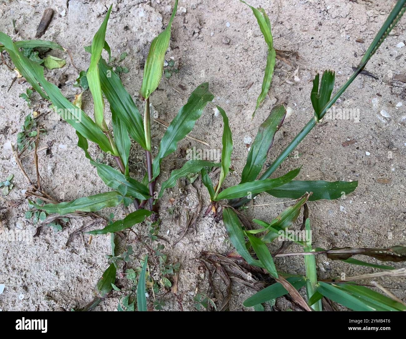 bristlegrasses, bluestems, paspalums, and allies (Panicoideae Stock ...