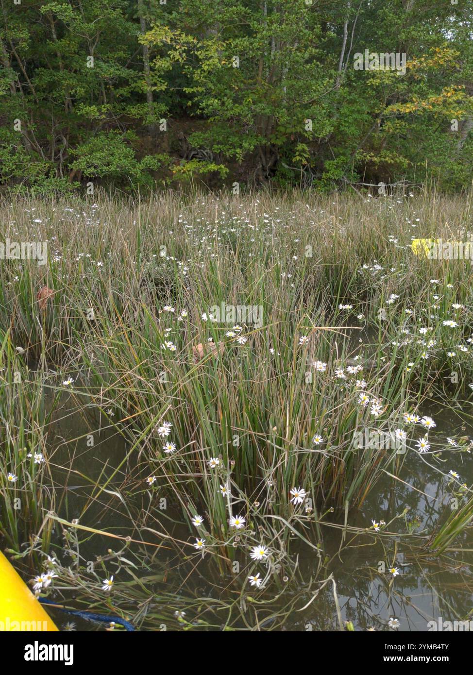 Perennial Saltmarsh Aster (Symphyotrichum tenuifolium Stock Photo - Alamy