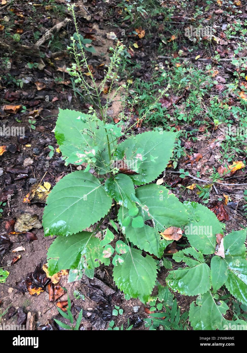citronella horse balm (Collinsonia canadensis Stock Photo - Alamy