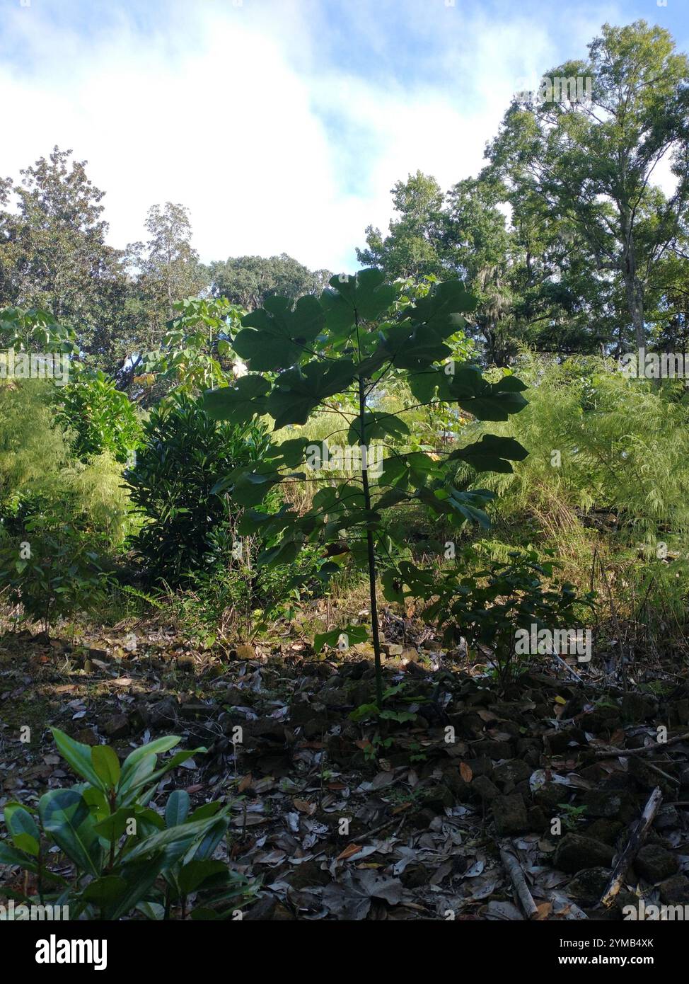 Chinese parasol tree (Firmiana simplex Stock Photo - Alamy