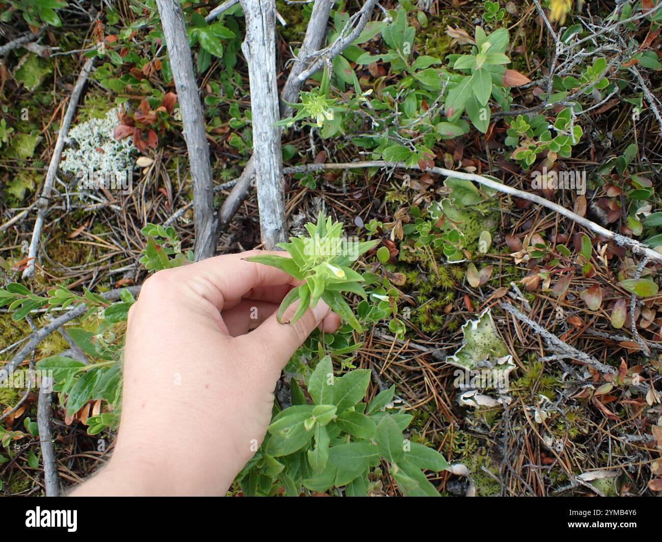 narrowleaf cow wheat (Melampyrum lineare Stock Photo - Alamy
