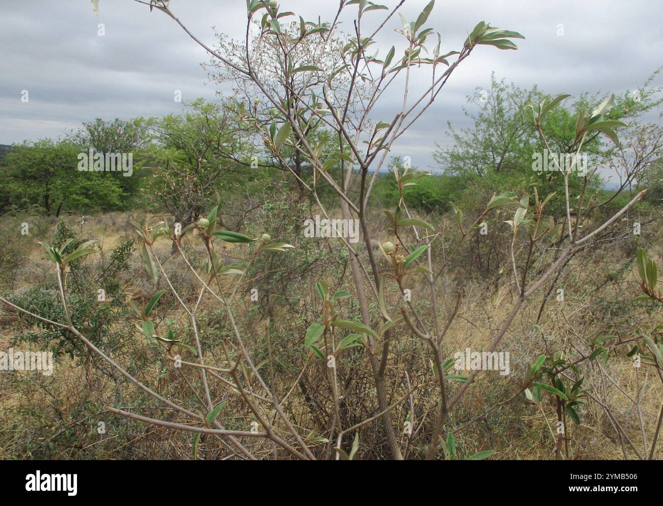 Lavender Feverberry (Croton gratissimus Stock Photo - Alamy