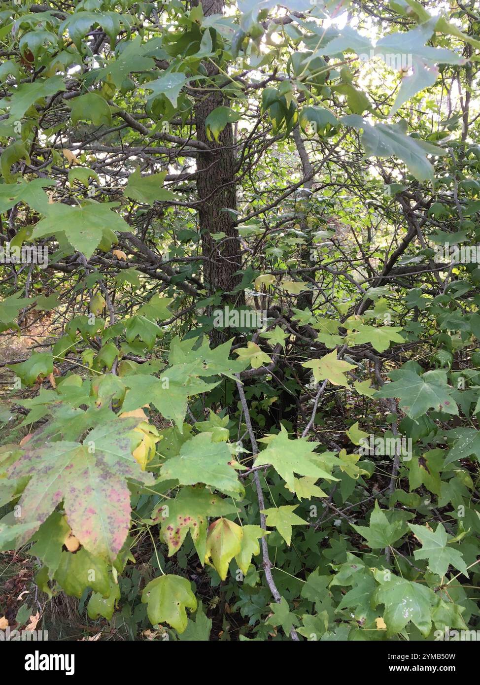 American sweetgum (Liquidambar styraciflua Stock Photo - Alamy
