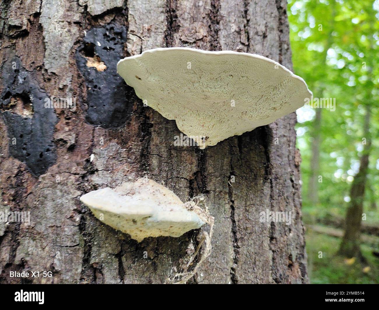 Lumpy Bracket (Trametes gibbosa Stock Photo - Alamy