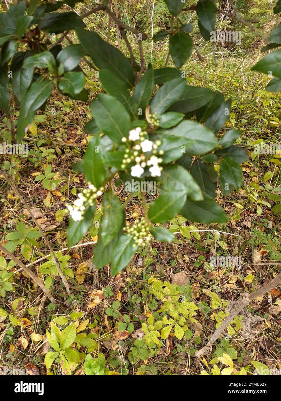 Laurustinus viburnum (Viburnum tinus Stock Photo - Alamy