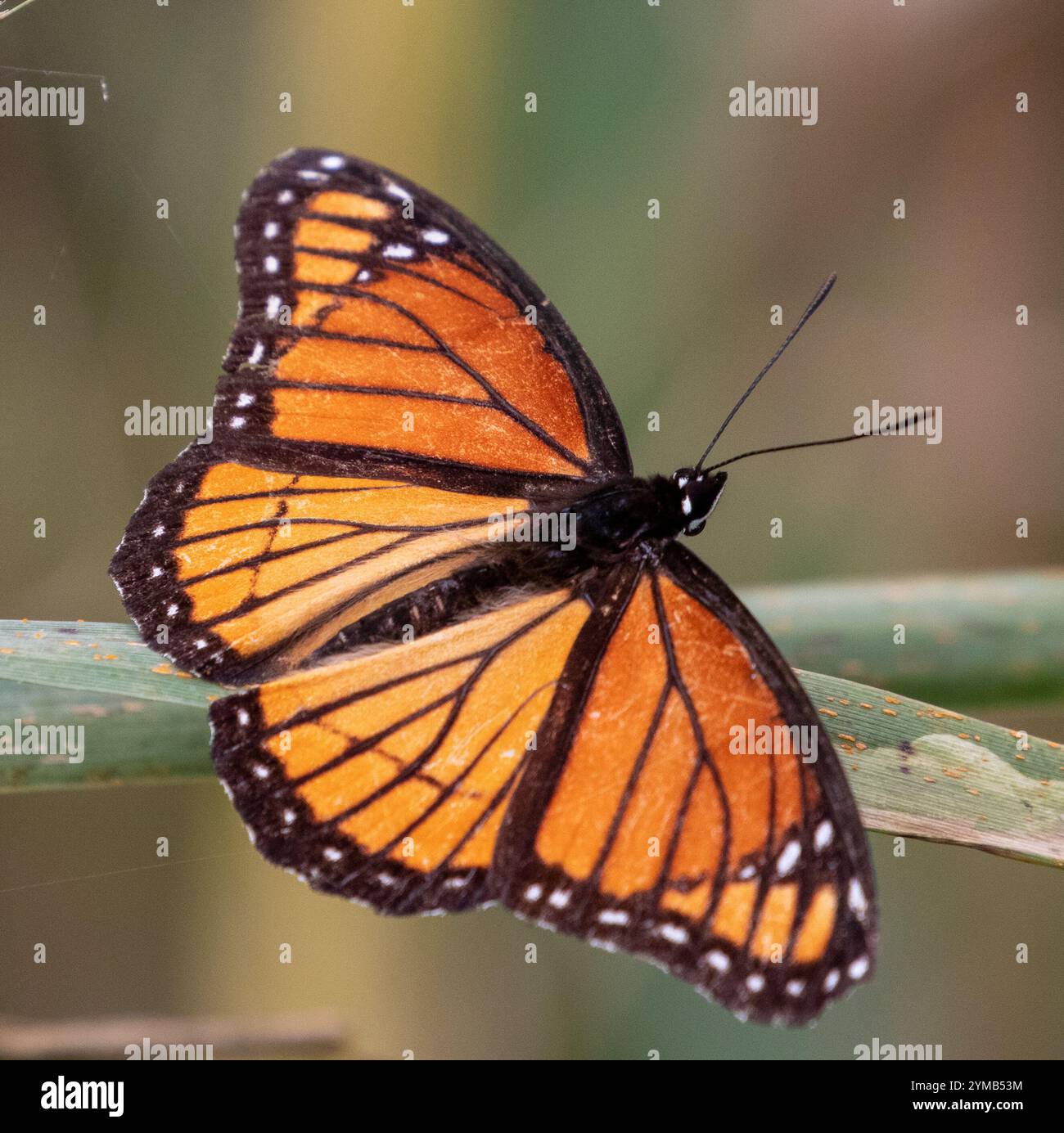 Viceroy (Limenitis archippus Stock Photo - Alamy
