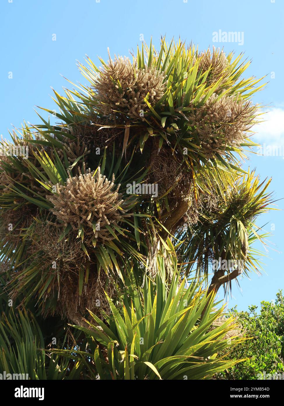 New Zealand cabbage tree (Cordyline australis Stock Photo - Alamy