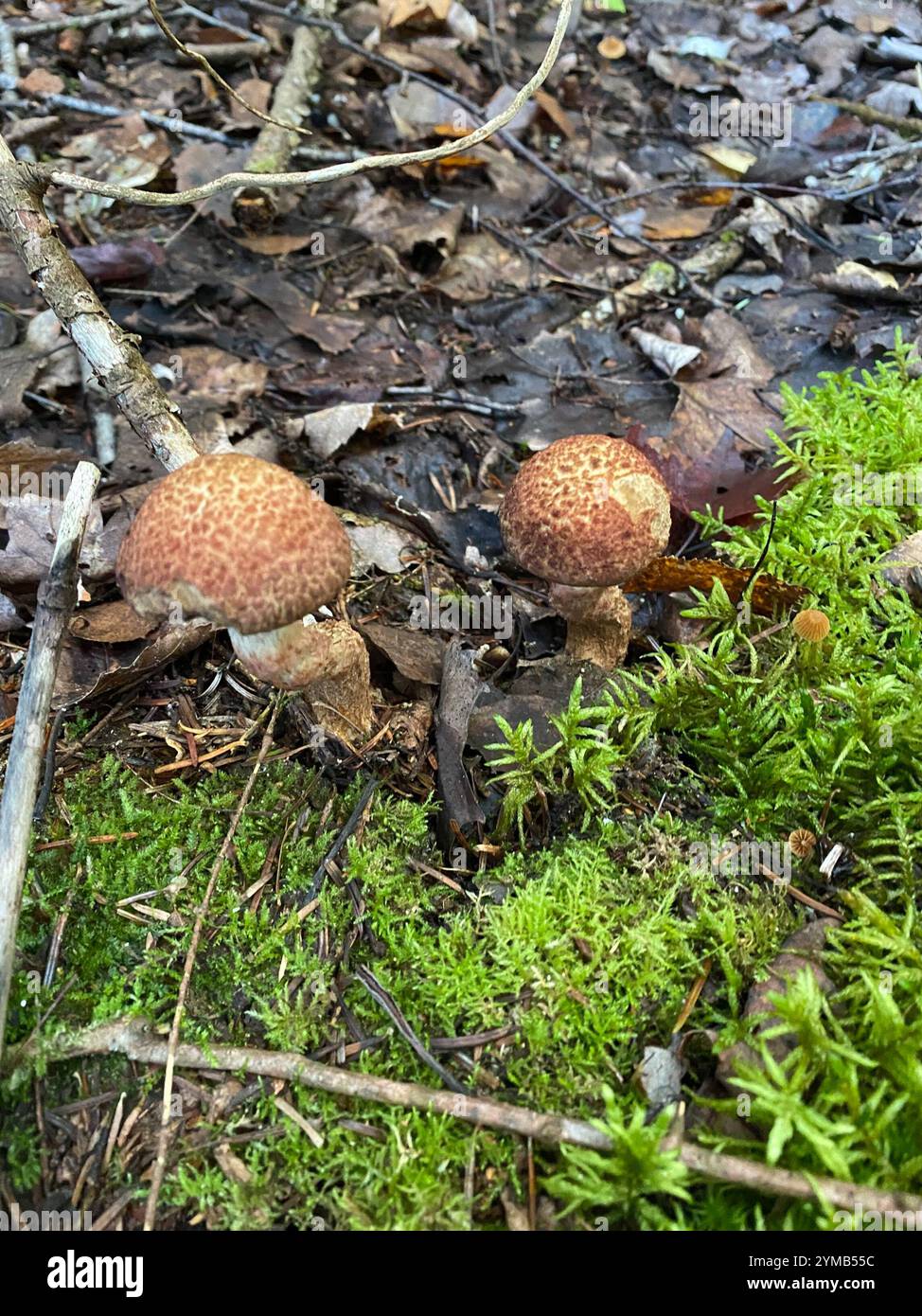 Painted Suillus (Suillus spraguei Stock Photo - Alamy