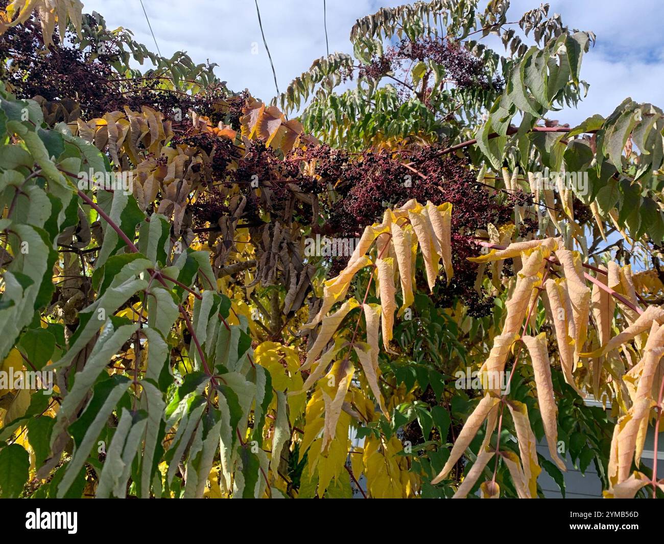 Japanese angelica tree (Aralia elata Stock Photo - Alamy