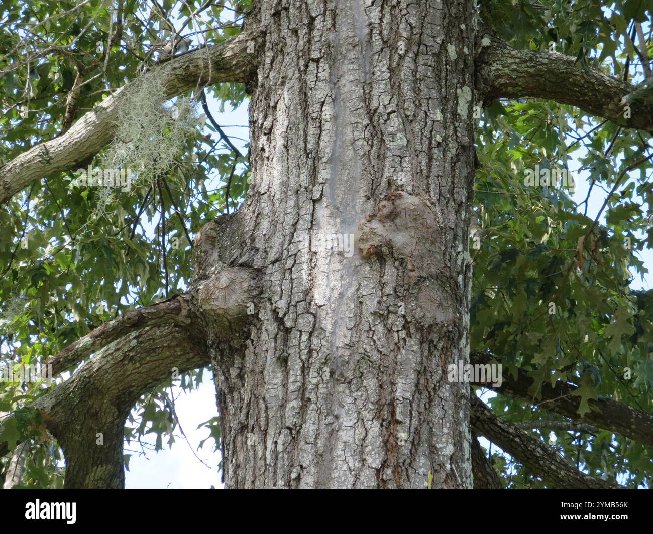 black oak (Quercus velutina Stock Photo - Alamy