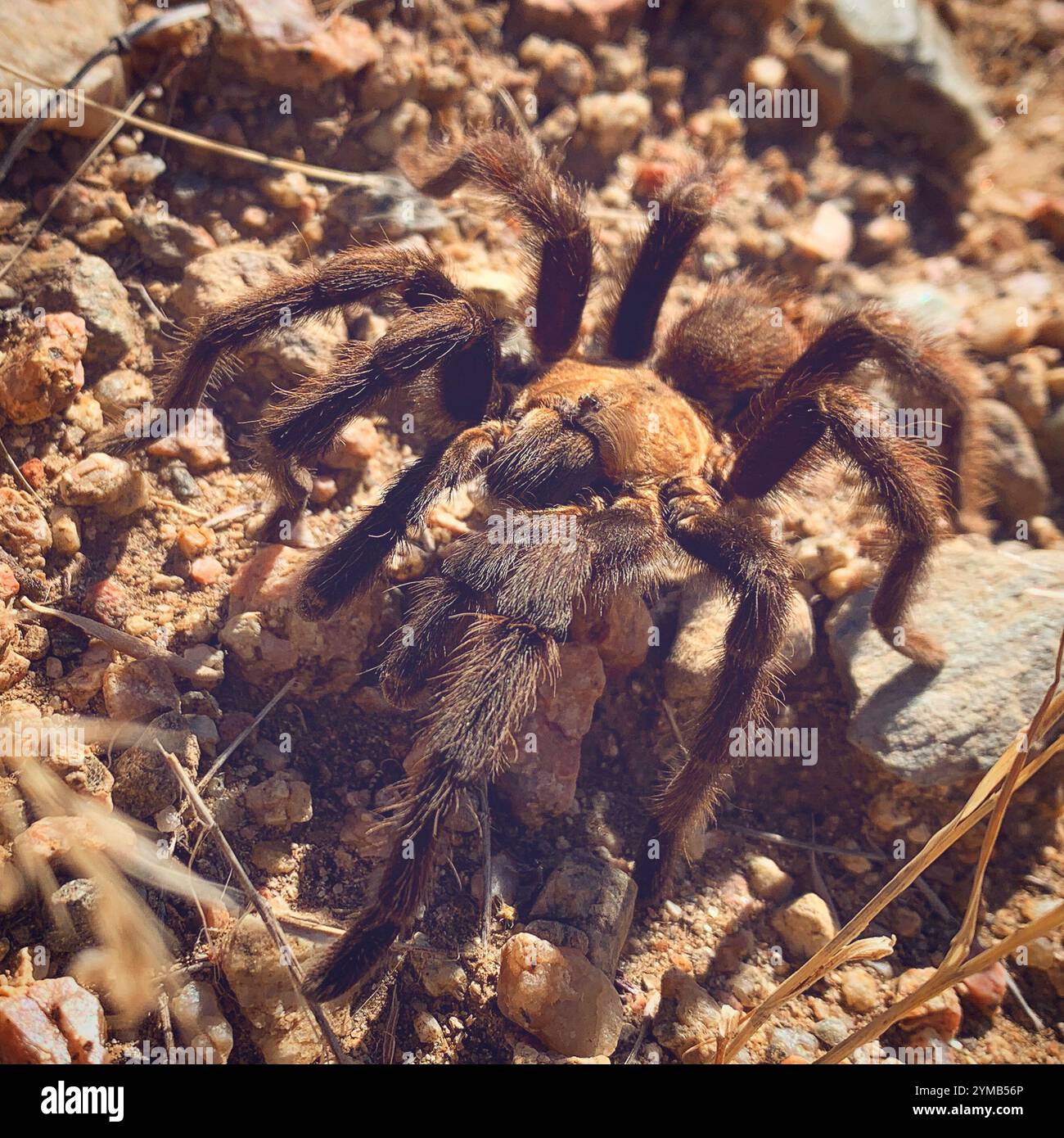 Texas Brown Tarantula (Aphonopelma hentzi Stock Photo - Alamy