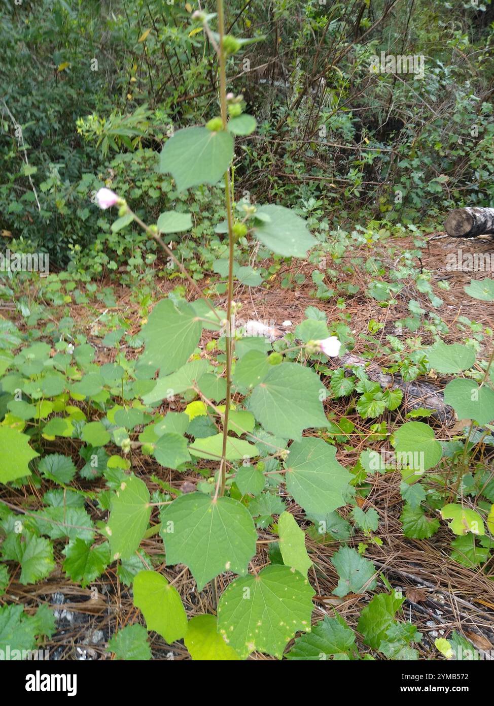 Caesar weed (Urena lobata Stock Photo - Alamy