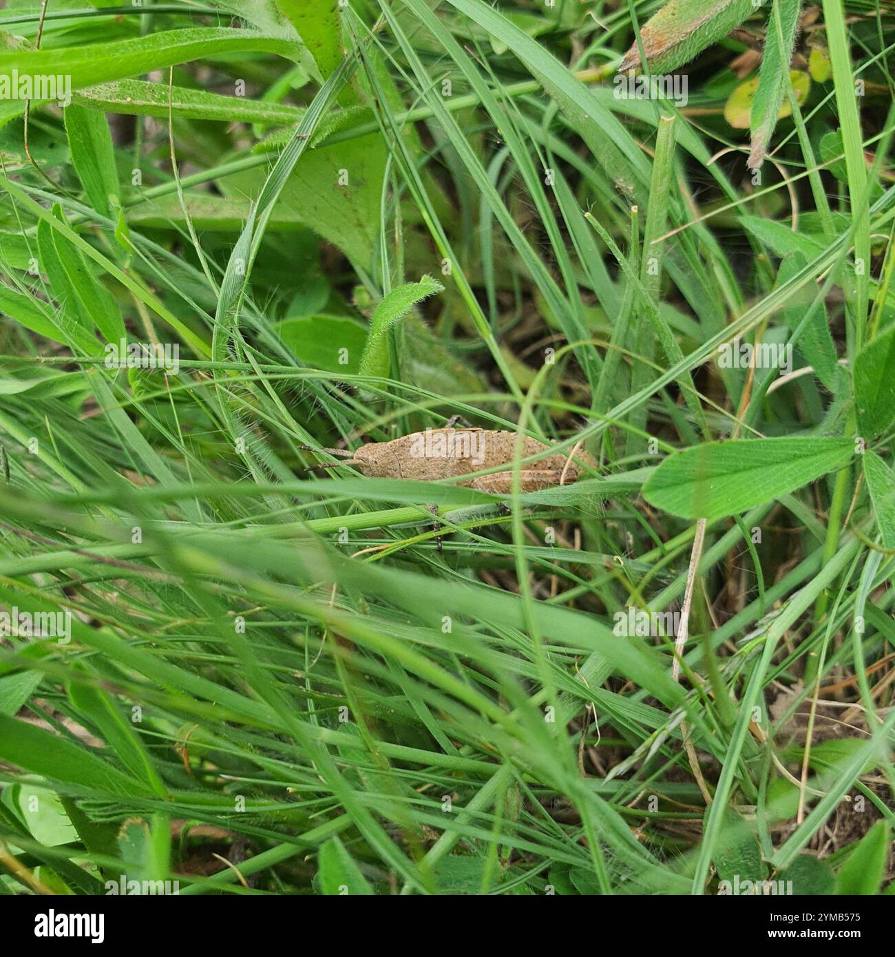Common Gumleaf Grasshopper (Goniaea australasiae Stock Photo - Alamy