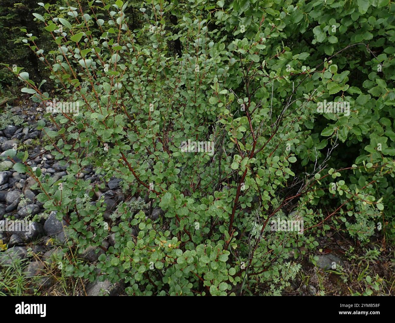 dwarf resin birch (Betula glandulosa Stock Photo - Alamy