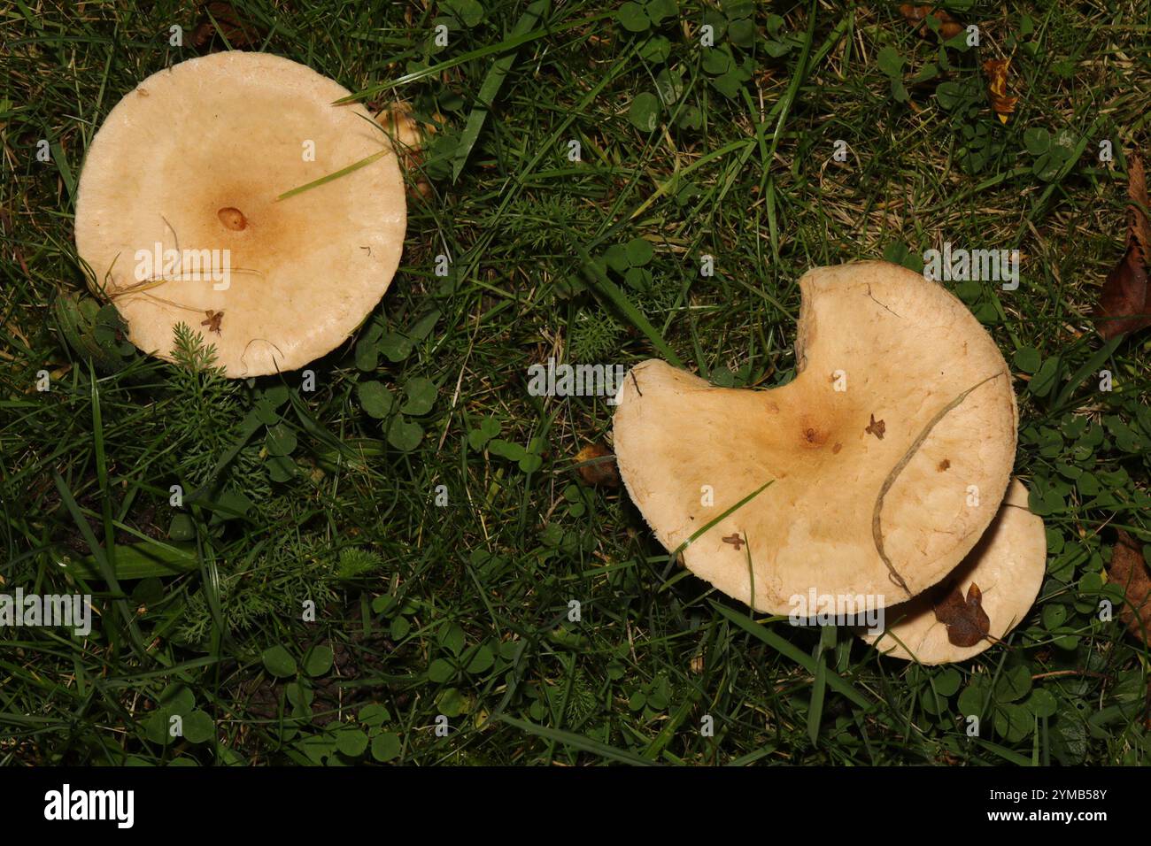 Downy milk cap (Lactarius pubescens Stock Photo - Alamy