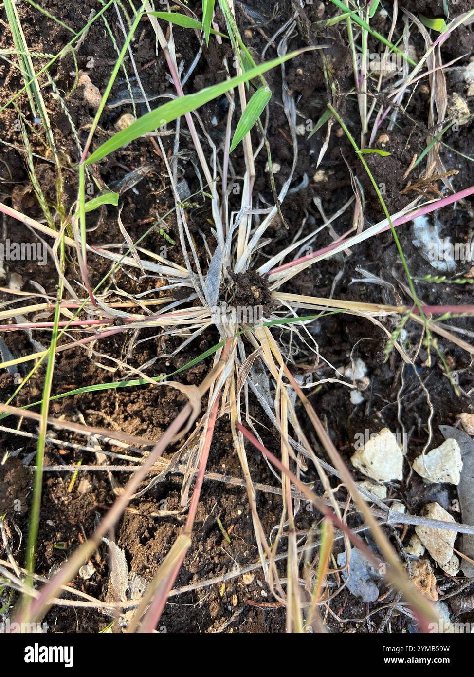 Leptochloa hi-res stock photography and images - Alamy