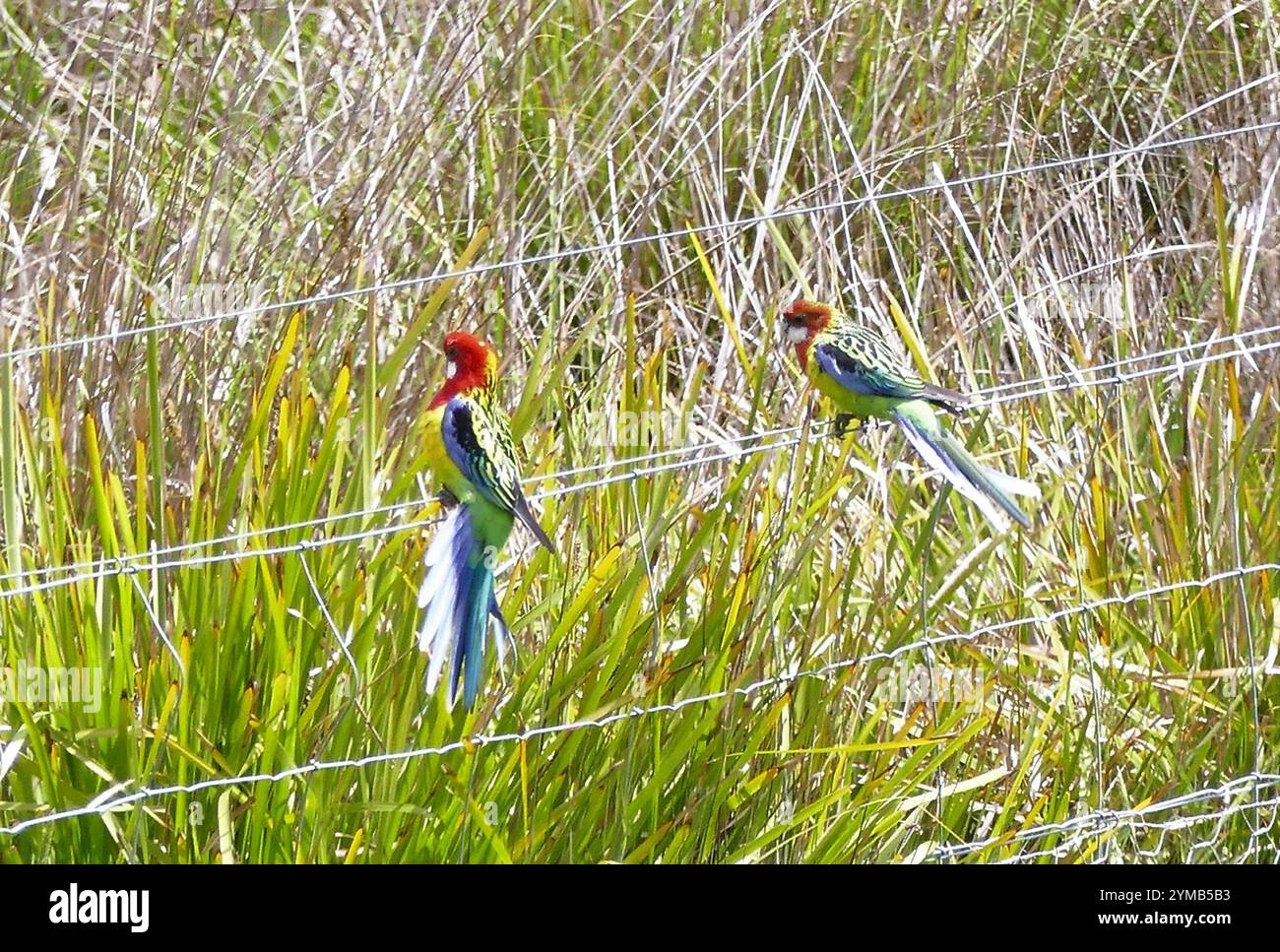 Eastern Rosella (Platycercus eximius Stock Photo - Alamy