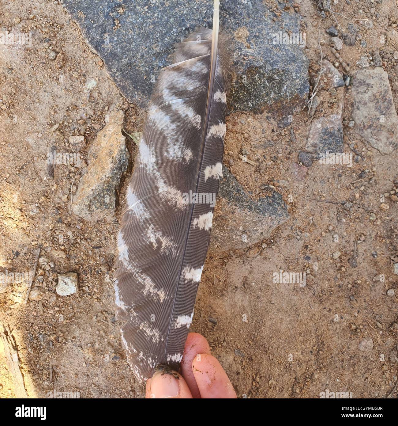 Tawny Frogmouth (Podargus strigoides Stock Photo - Alamy