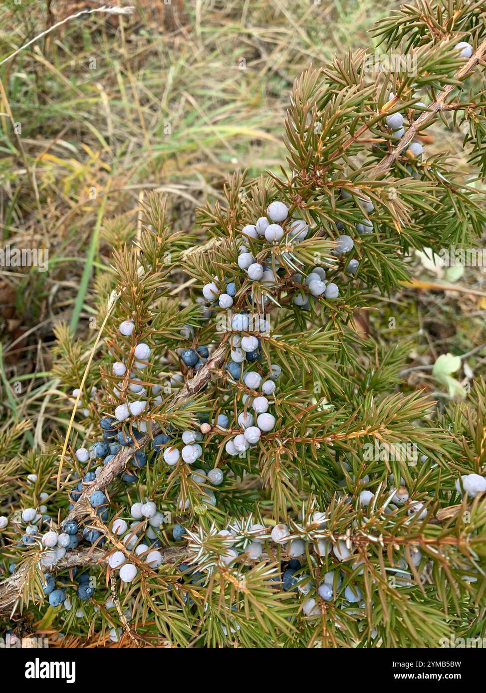 common juniper (Juniperus communis Stock Photo - Alamy
