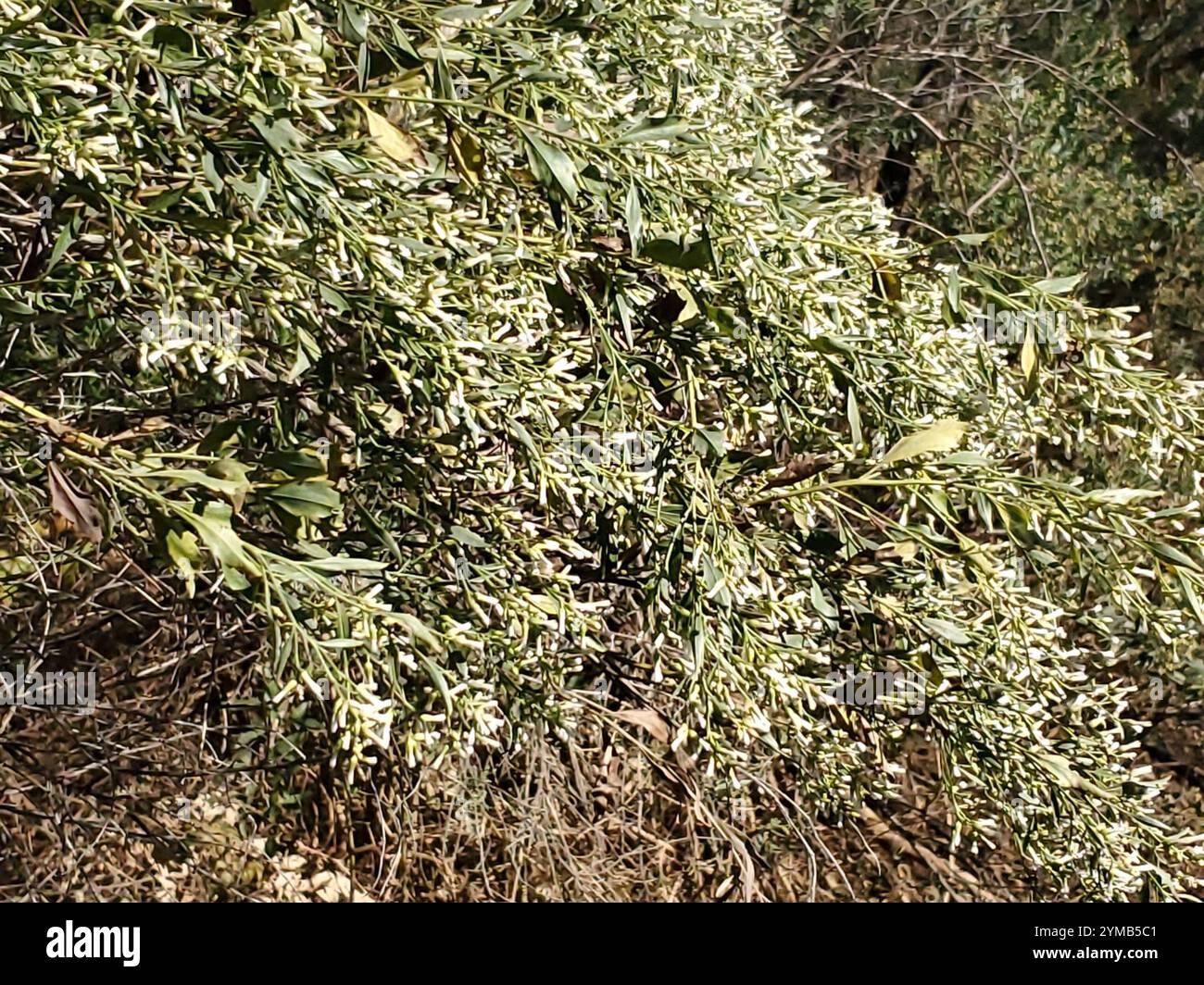 groundsel tree (Baccharis halimifolia Stock Photo - Alamy