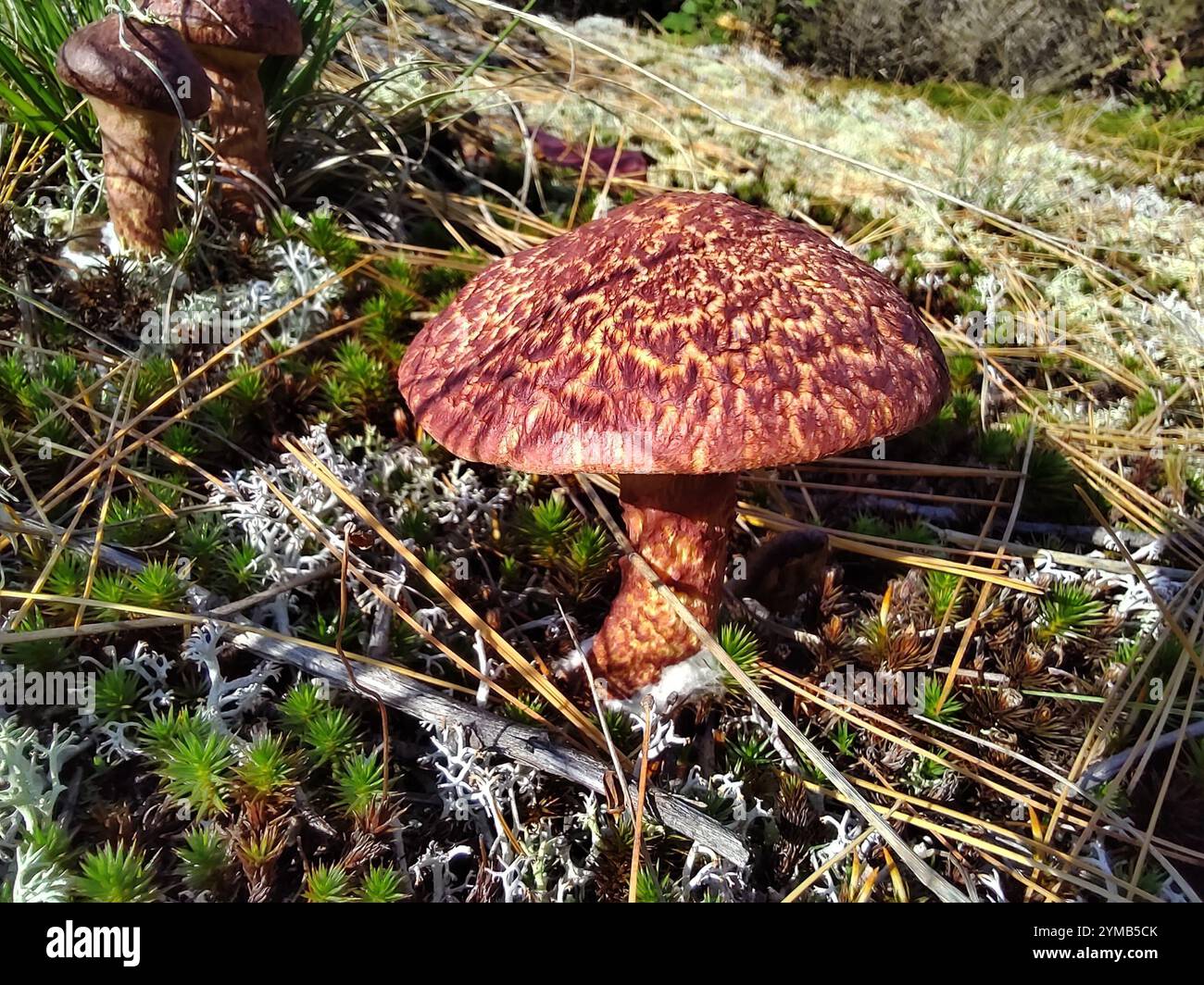 Painted Suillus (Suillus spraguei Stock Photo - Alamy