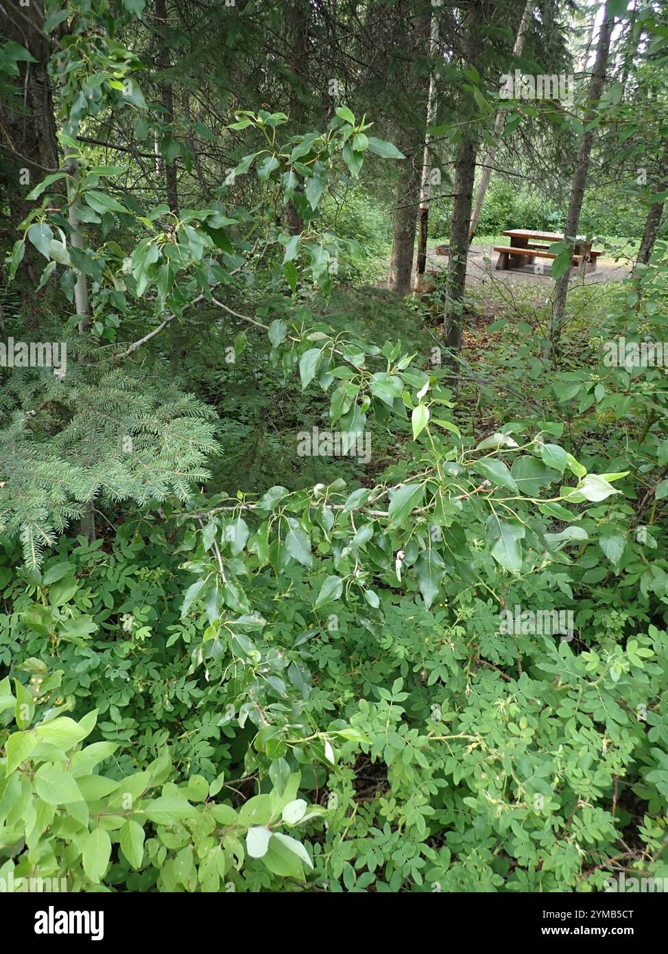 balsam poplar (Populus balsamifera Stock Photo - Alamy