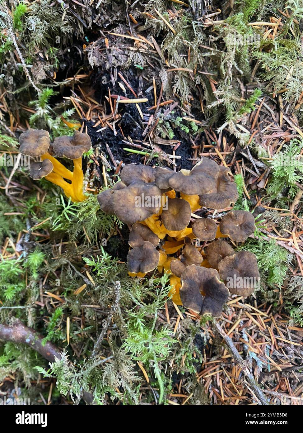 Yellowfoot (Craterellus tubaeformis Stock Photo - Alamy