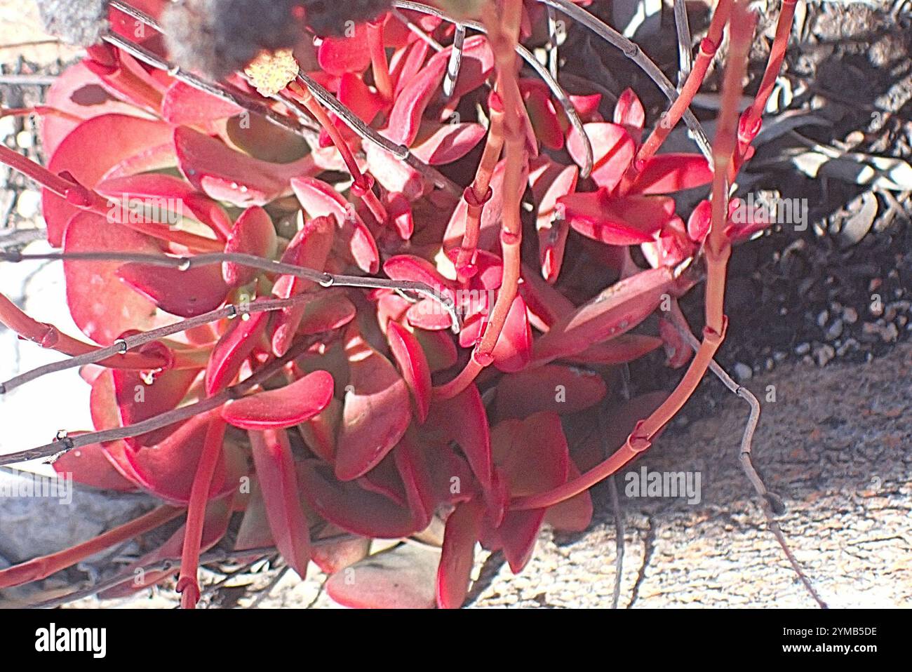 Redpurple Stonecrop (Crassula atropurpurea atropurpurea Stock Photo - Alamy