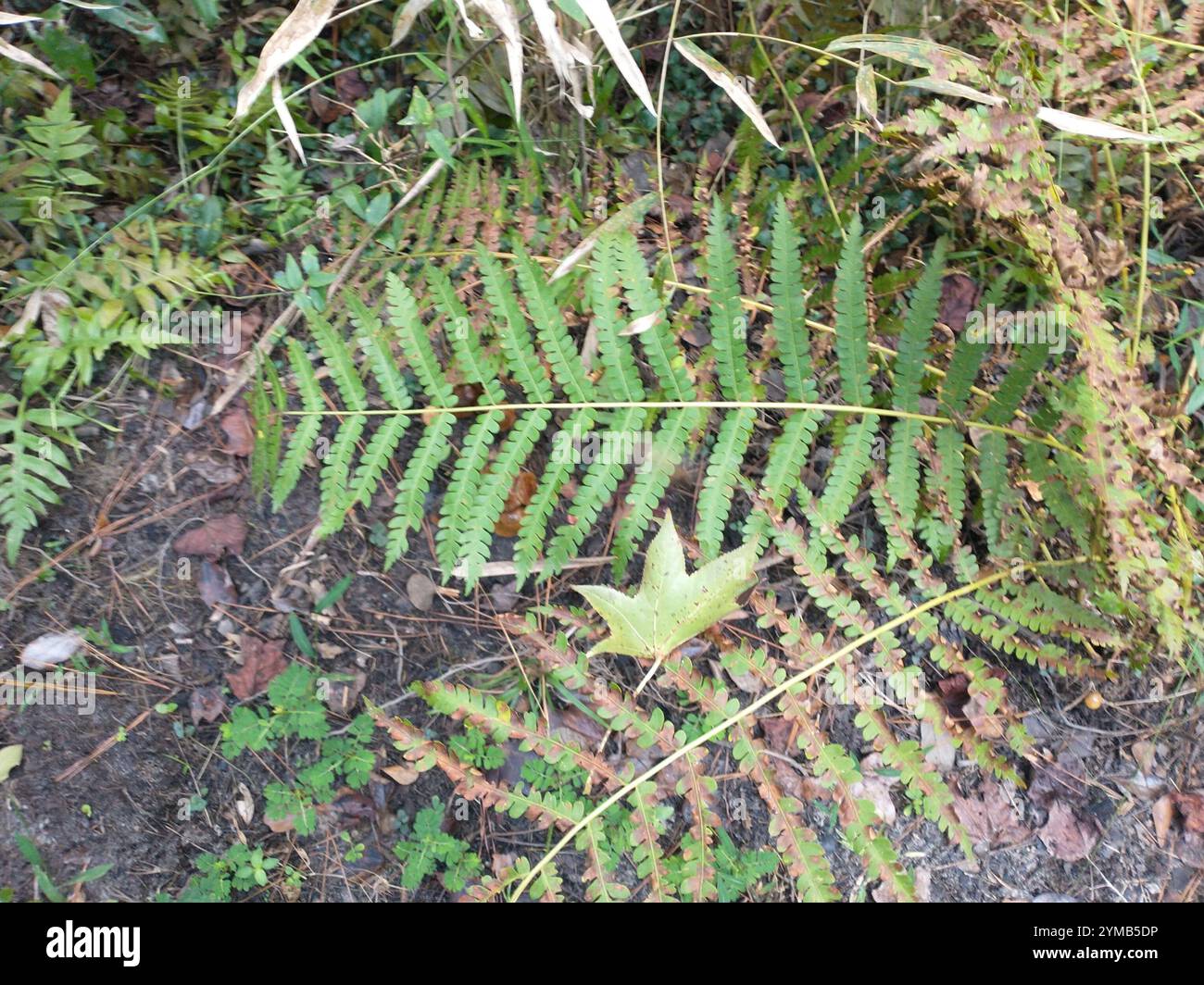 cinnamon fern (Osmundastrum cinnamomeum Stock Photo - Alamy