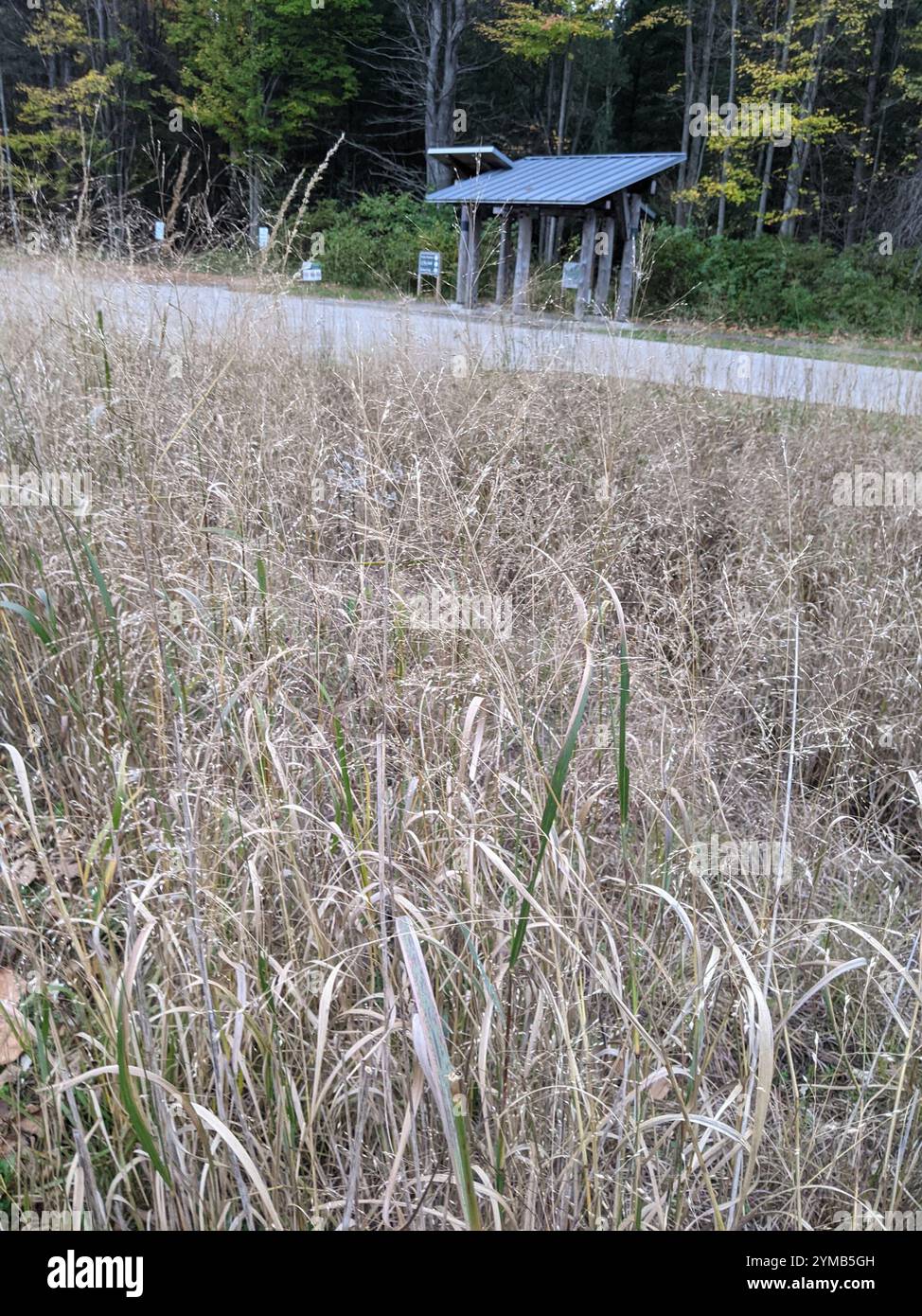 bristlegrasses, rosette grasses, barnyard grasses, and allies (Paniceae ...