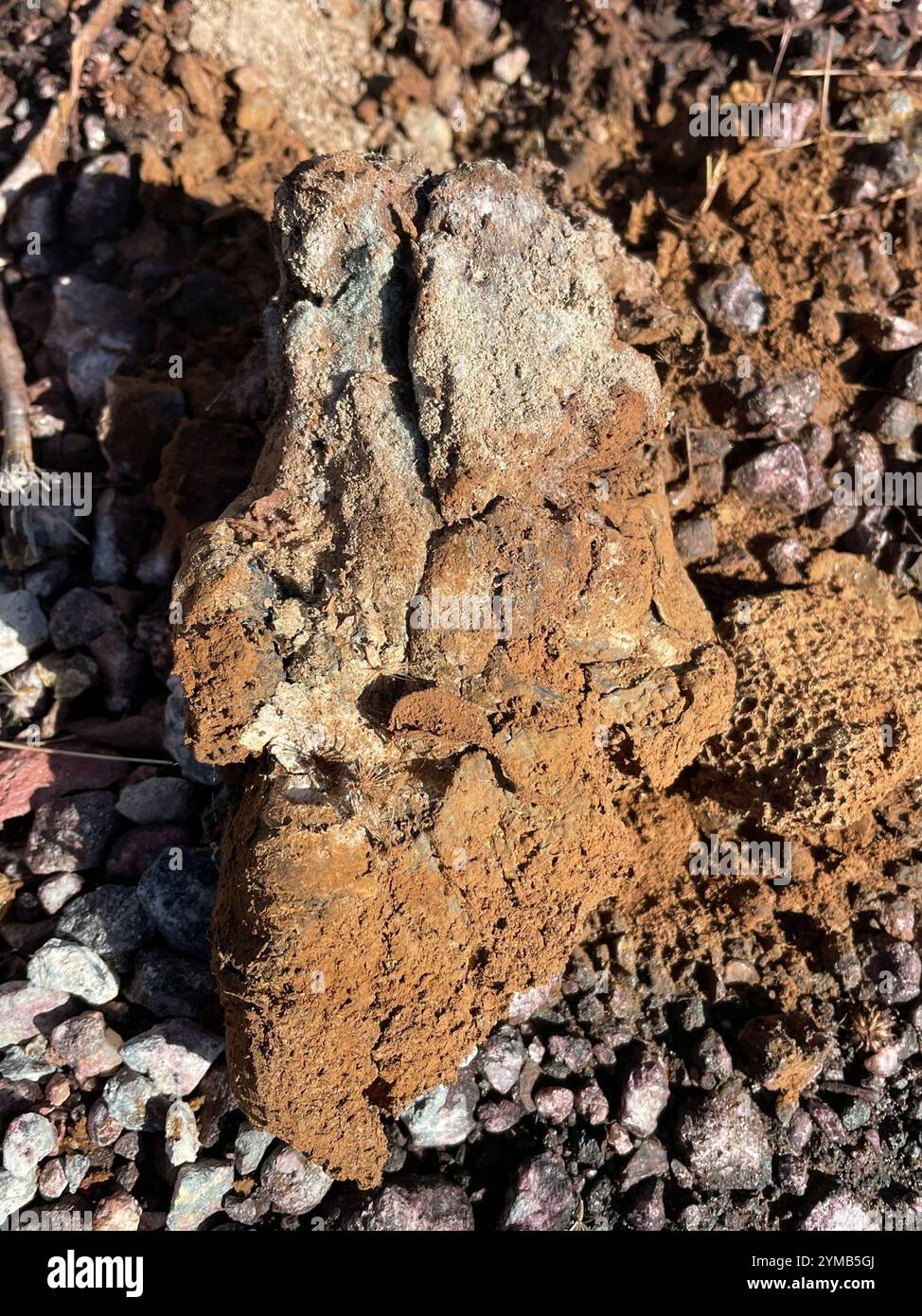 Dead Man's Foot (Pisolithus tinctorius Stock Photo - Alamy