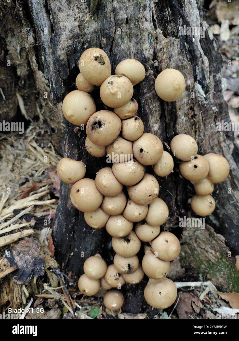 Pear-shaped Puffball (Apioperdon pyriforme Stock Photo - Alamy