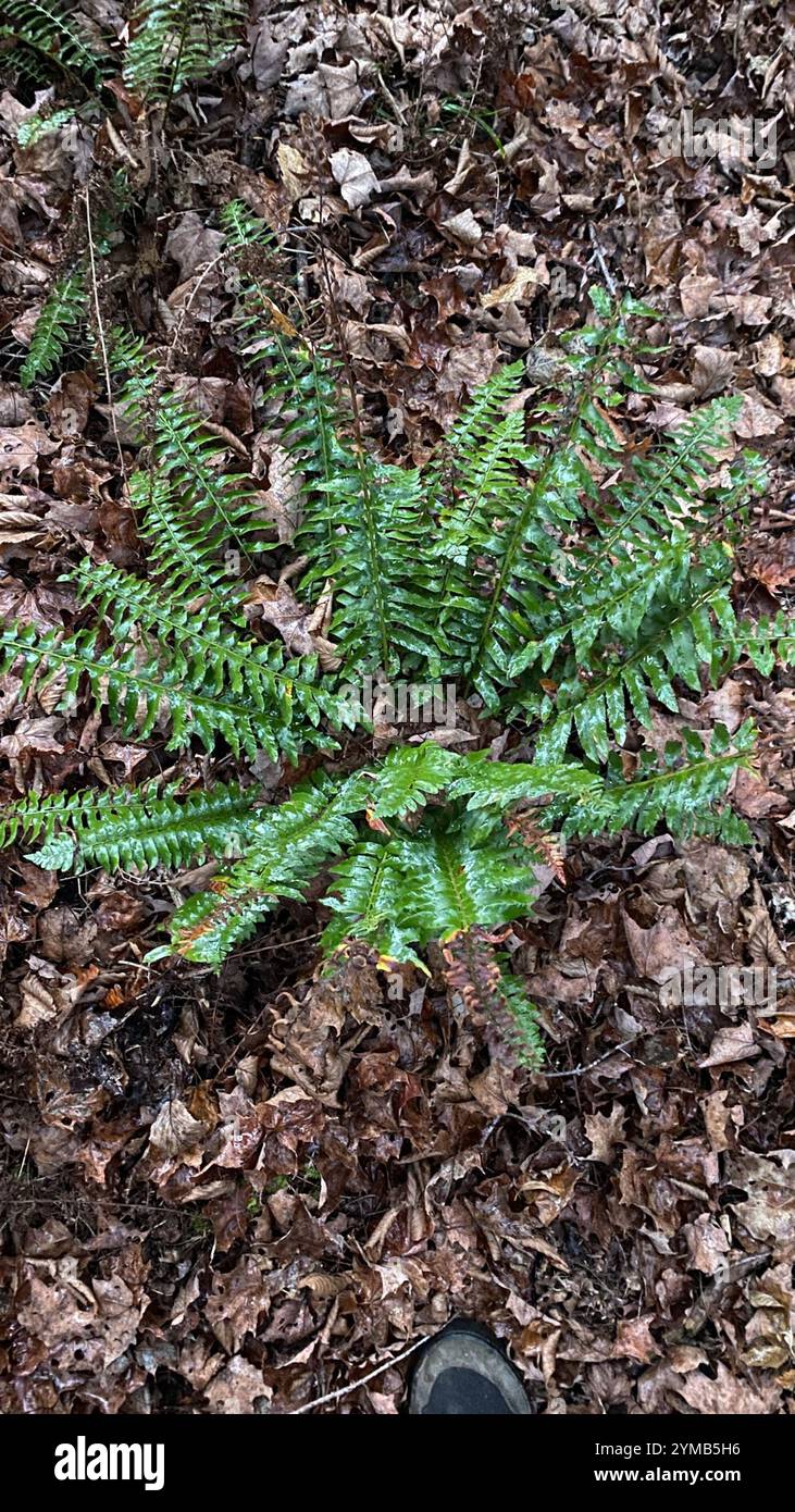 Christmas fern (Polystichum acrostichoides Stock Photo - Alamy